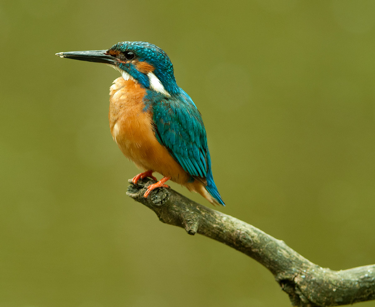 Il Martin Pescatore - Bosco Martino